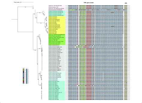 Phylogenetic Analysis Of 69 Dickeya Spp Strains In Ncbi Refseq