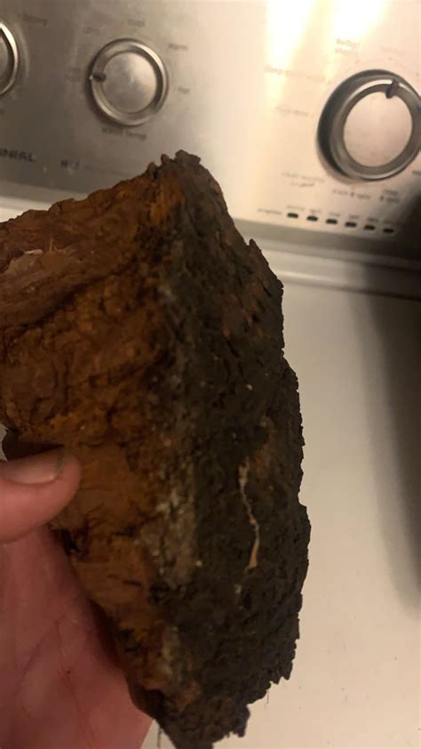 Bracket Mushroom But What Kind Rmushroomhunting