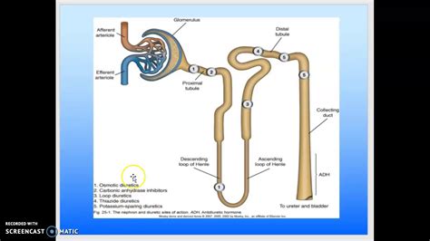 Diuretics Part 1 Youtube
