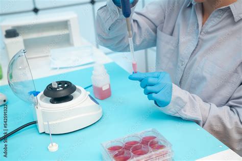 A Babe Female Laboratory Assistant In A Microbiological Laboratory Examines The Resistance Of