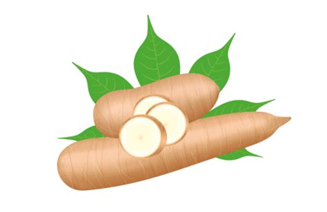 Gambar Singkong Png Vektor Psd Dan Clipart Dengan Background