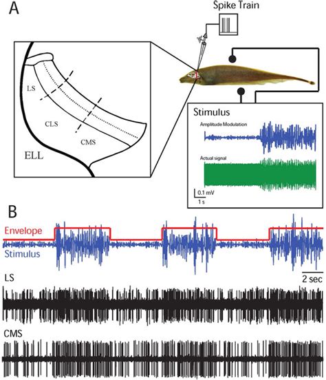 Ell Pyramidal Neurons Across Different Maps Respond Differentially To