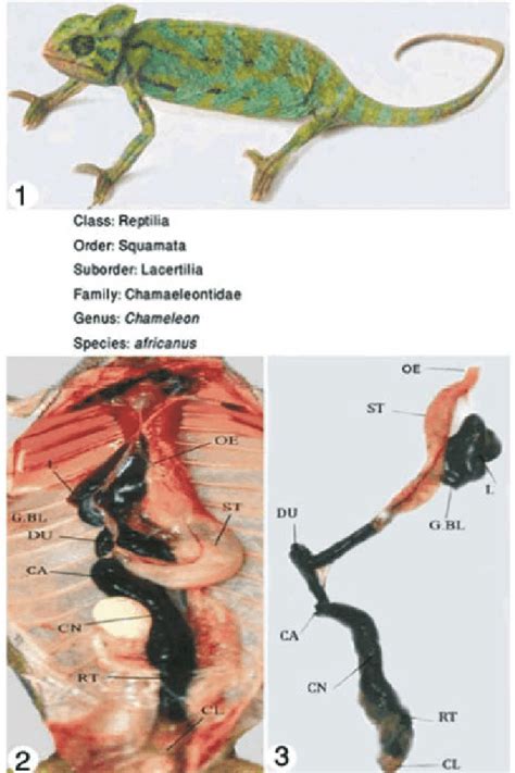Reptile Digestive System