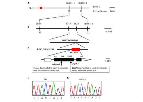 Map Based Cloning Of Oslmp1 A The Oslmp1 Locus Was Mapped To A Download Scientific Diagram