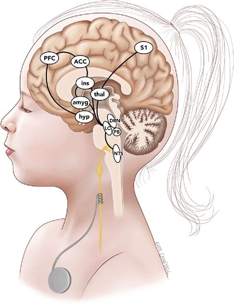 Figure 1 From The Vagus Afferent Network Emerging Role In