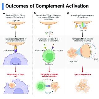 Receptors Of Complement Components Download Scientific Diagram
