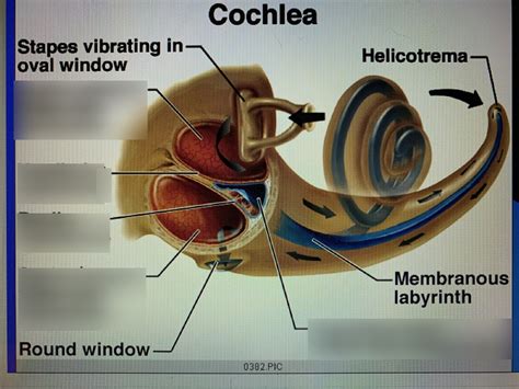 model of cochlea diagram quizlet
