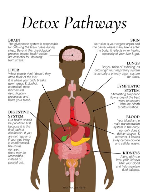 Lifestyle Support Handout Bundle — Functional Health Research
