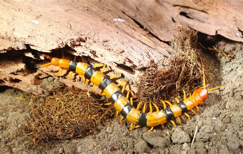 Centipede Venom Is A Cocktail Of Genetic Material Nicked From Bacteria