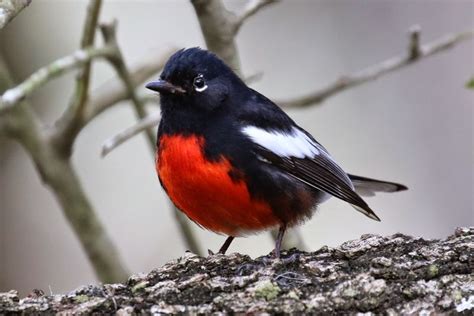16 Brilliant Red Birds That Will Fill Your Garden With Color