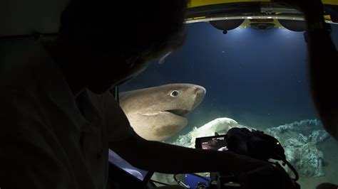 BBC One Blue Planet II Filming Fish That Change Sex