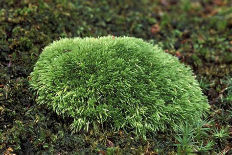 Characteristics And Pictures Of Non Vascular Plants