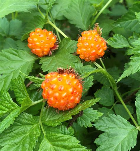 Rubus Spectabilis Salmonberry