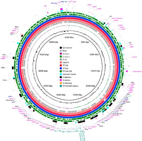 Figure 1 From Pathogenomes Of Shiga Toxin Positive And Negative Escherichia Coli O157 H7 Strains