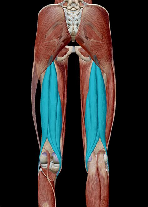 Learn Muscle Anatomy Common Sports Injuries 101