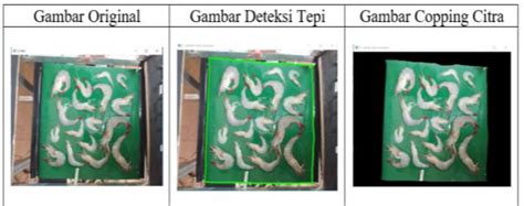 Figure From Design And Build A Vaname Shrimp Sorting System Based On Image Processing