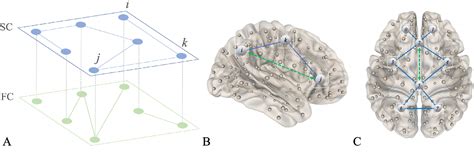 Figure 1 From Structural Functional Connectivity Bandwidth Of The Human