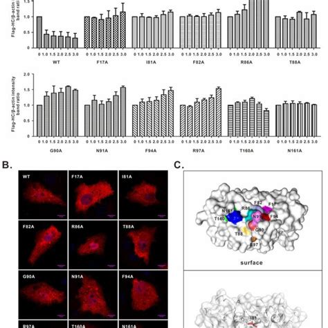 Identification Of Residues Critical For Prrsv Nsp1α Mediated