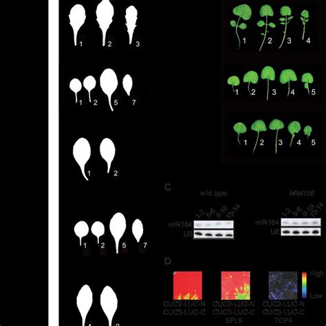 Figure S1 Epistatic Interactions Between Cuc2 And Cuc3 Loss Of Download Scientific Diagram