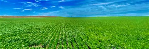 Managing Wheat Fertility Crop Quest