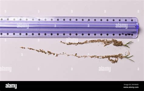 Ruler Measures Two Grass Sprouts And Soil Trails Comparison Concept For Science Education