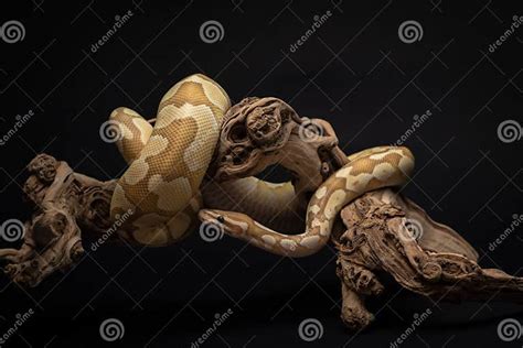 Yellow Python Wrapped Around Branch Portrait Of Ball Python On Dark