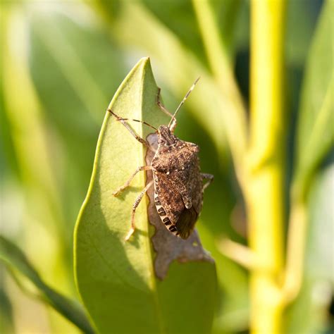 Invasive Insect Species To Watch Out For In 2025