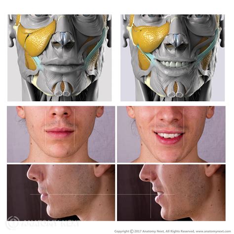 Zygomaticus Major Function Zygomaticus Major Function