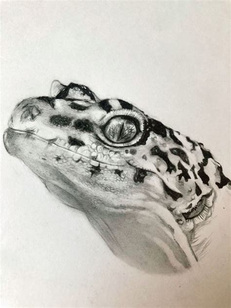 How To Draw A Leopard Gecko