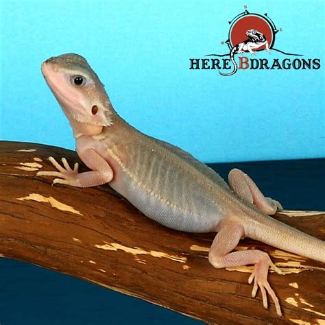 Shop Bearded Dragons —