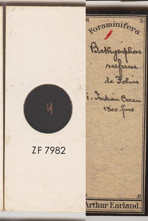 Worms World Register Of Marine Species Bathysiphon Rufus Folin 1886