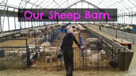 Sheep Barn