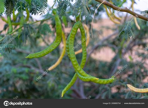 Green Ghaf Tree Prosopis Cineraria Peas In The Evening Sun In — Stock