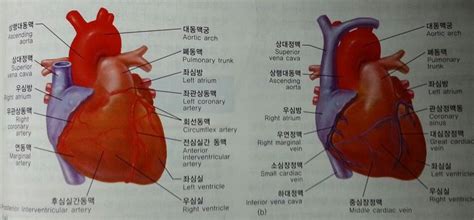 관상동맥의 순환 좌위에서 본 것 우앞에서 본 것