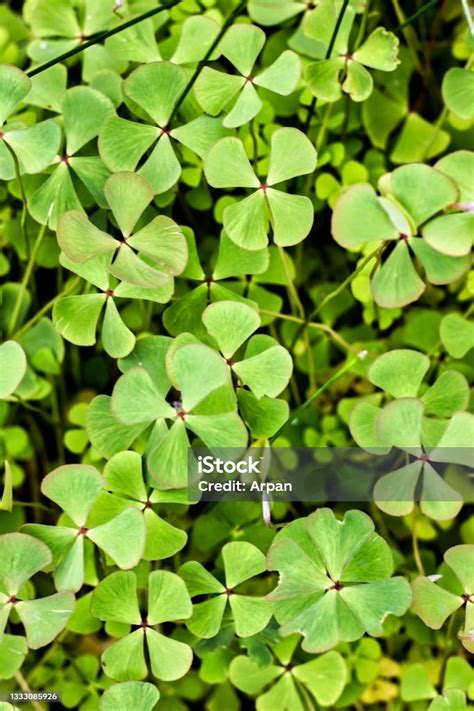 자연에서 독특한 패턴을 형성하는 녹색 네 잎 클로버 식물의 무리 녹색에 대한 스톡 사진 및 기타 이미지 녹색 디자인 명랑한 Istock