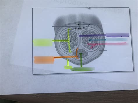 Lab Final Diagram Quizlet