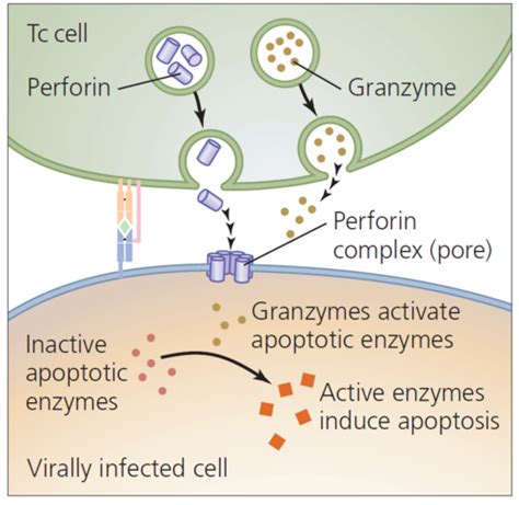 Immunology Lecture Slides 123 Natural Killer Cells Nk Cells Detects