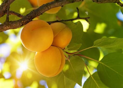 Albicocca: guida completa al frutto più colorato dell'estate