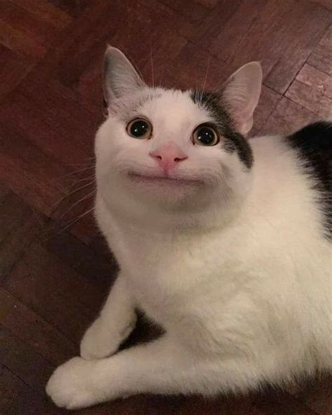 猫面白画像 猫 面白画像 ボケて Tyzd