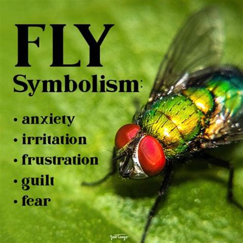 Fly Symbolism What A Fly Means Spiritually And Why You Keep Seeing Flies Yourtango