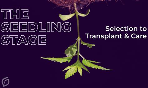 The Seedling Stage Selection To Transplant And Care Grove Bags