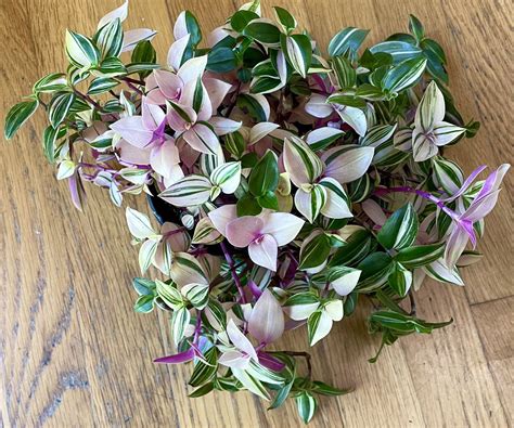 Tradescantia Tricolor Pink Princess Free Delivery Available For Sale