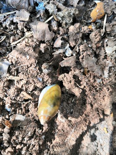 Streptostyla Conulus · Inaturalist