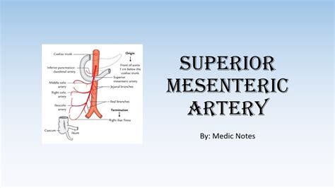 Superior Mesenteric Artery Anatomy Branches Arterial Supply