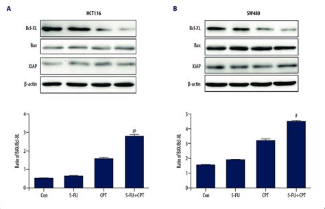 Combination Treatment Of 5 Fu And Cpt Downregulates Expression Of The