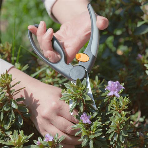 Tips On How To Prune Azaleas Garden For Beginners