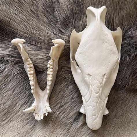 Javelinapeccary Skull Professionally Beetle Depop