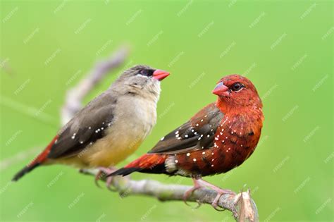 Begining Mating Season When Male Turning In To Red Feathers Female