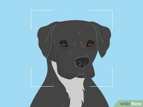 3 Ways To Identify A Lab Pointer WikiHow Life