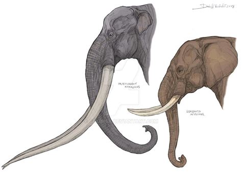Palaeoloxodon Namadicus Or Asian Straight Tusked Elephant From
